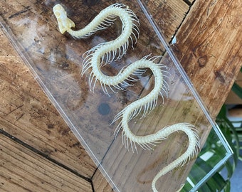 Snake Skeleton Real - Etsy