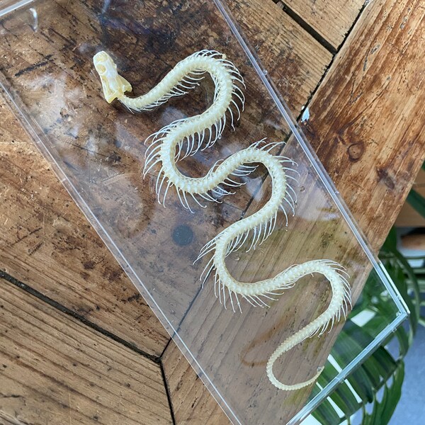 Snake Skeleton - Etsy