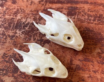 Bobcat Skull Crystallized Skull Taxidermy Animal Bones - Etsy Canada