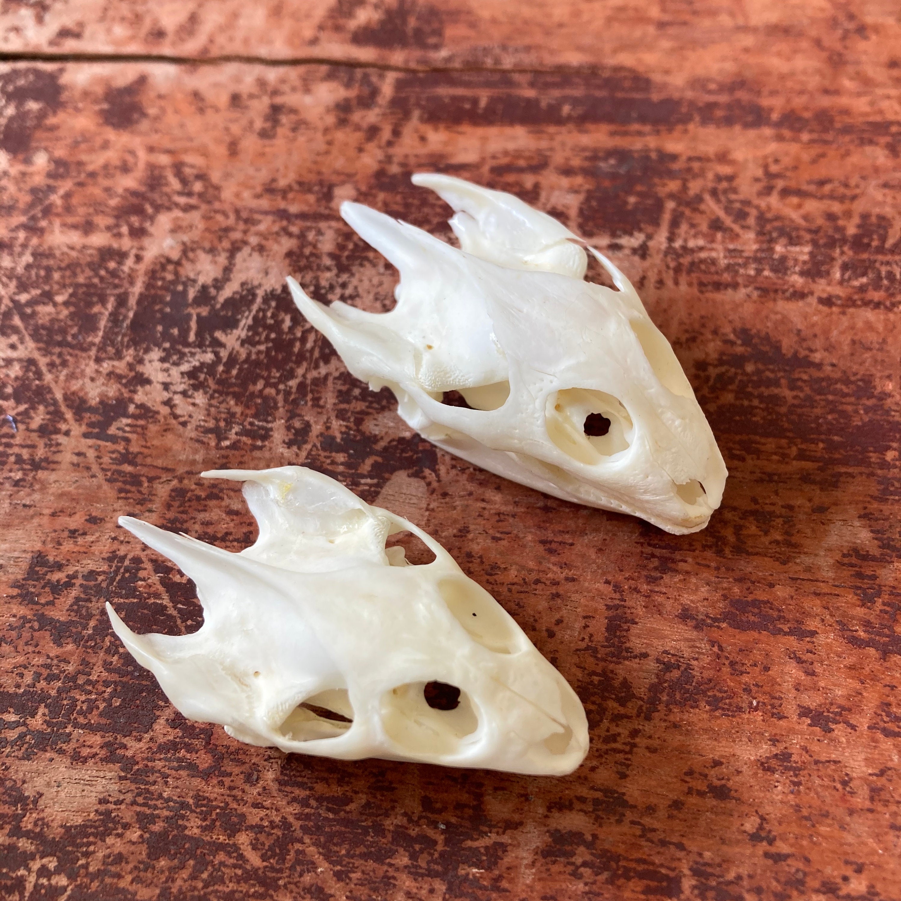 Real Turtle Skull Taxidermy After Cleaned and Bleached Bone - Etsy Canada