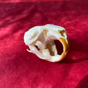 Real Muskrat Skull Taxidermy After Cleaned and Bleached Bone - Etsy