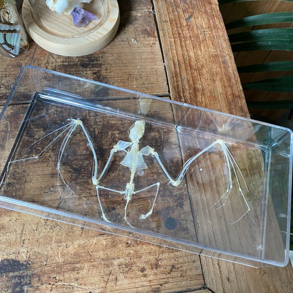 Buy Taxidermy Bat - Etsy