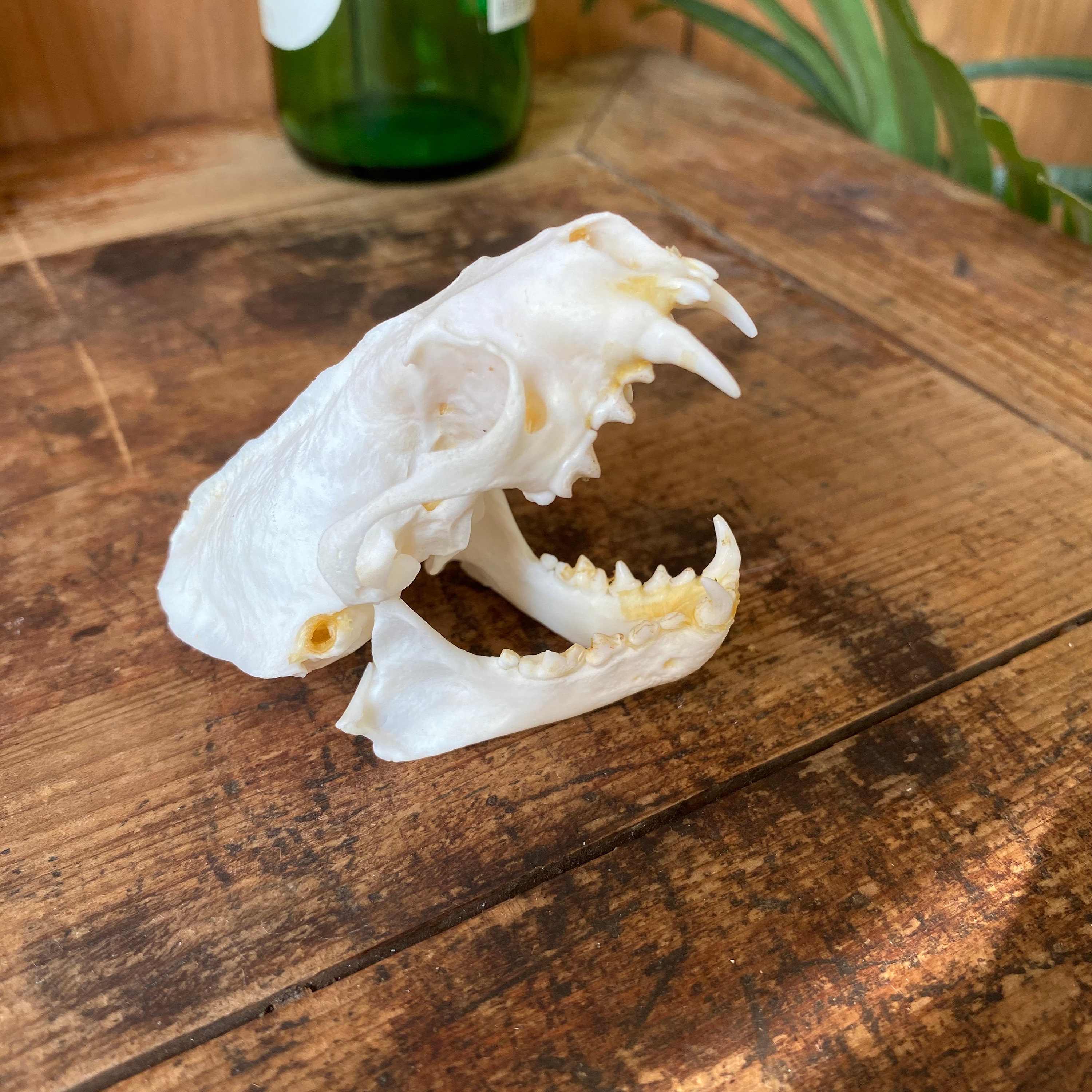 Real Mink Skull Taxidermy Cleaned and Bleached Animal Bone | Etsy