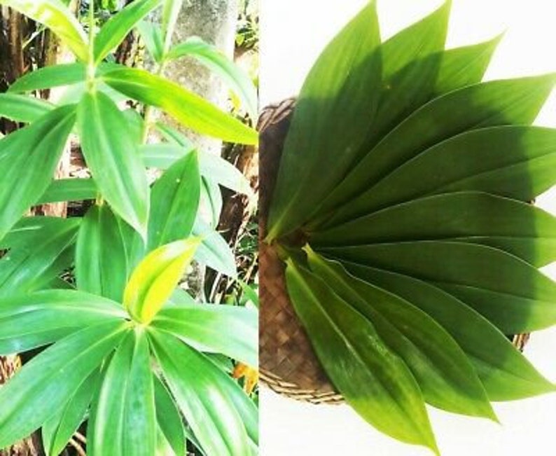 Organic THEBU LEAVES Dried Insulin Plant Dehydrated Thebu | Etsy