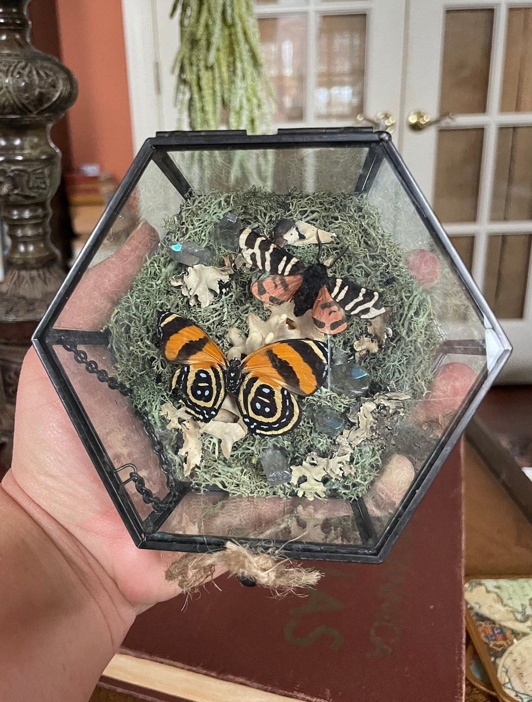 Zebra Moth, Eucharia Butterfly & Fox Vertebrae W/ Blue Quartz - Etsy
