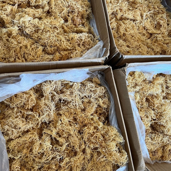 Wildcrafted Sea Moss - Etsy