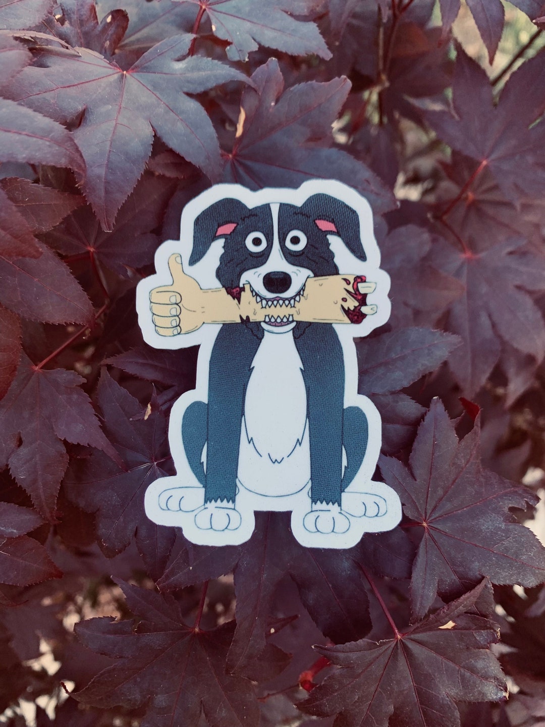 Friendly Border Collie (señor Pickles) Vinyl Sticker (100% Waterproof ...