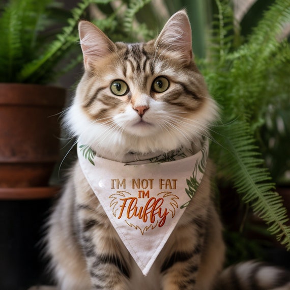 Foto Esilaranti Di Gatti Grassi Le Frasi Sui Gatti Dei Grandi Autori E