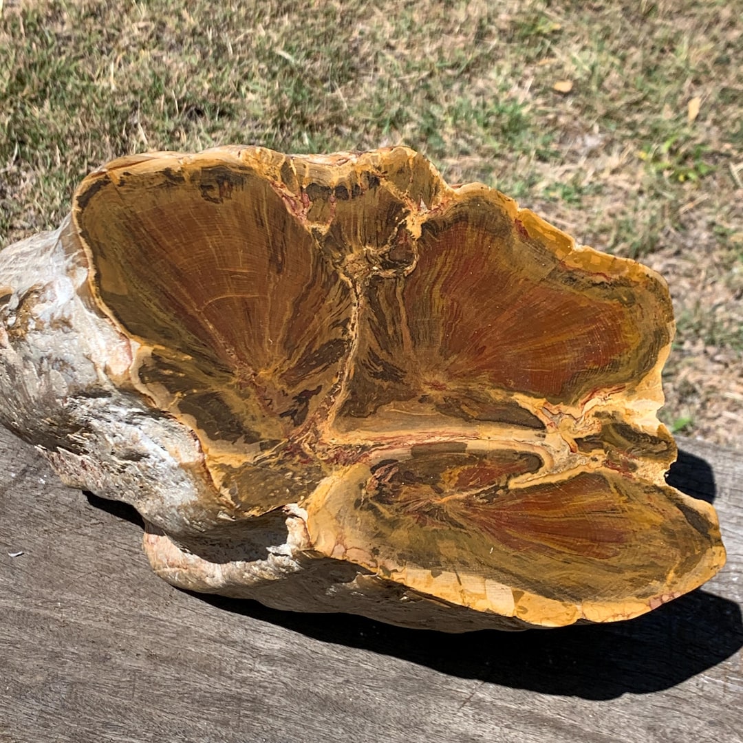 Fossilised Petrified Wood Specimen From Chinchilla Queensland Australia ...