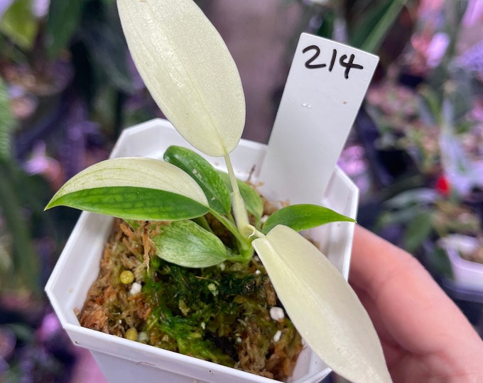 Philodendron Florida Ghost White Minty Mint Variegated Plant Rare Aroid ...