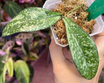 Hoya Crassipetiolata Splash - Etsy