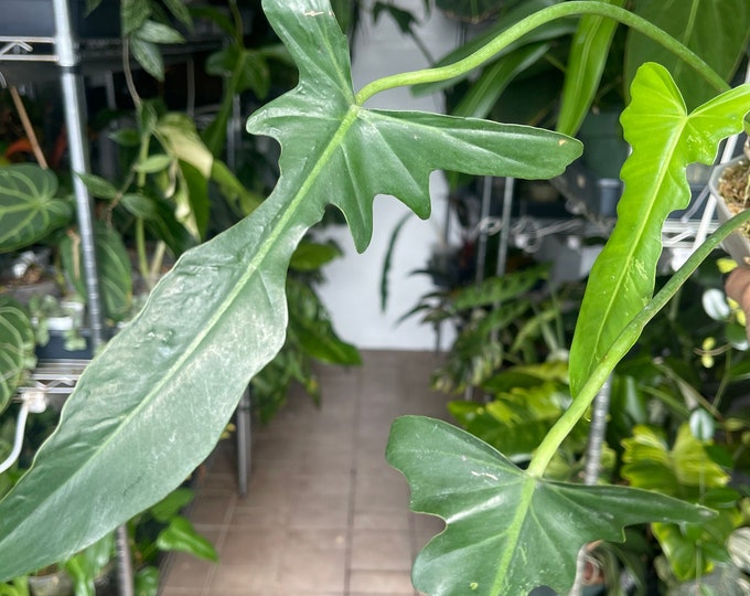 Narrow Form Philodendron Mottled Golden Dragon - Etsy