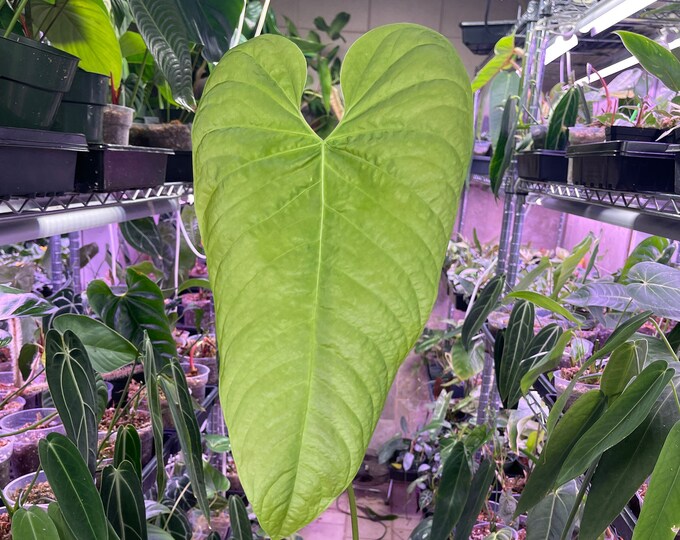 Anthurium Queremalense Velvet Sheen Rare Velvet Aroid Plant Collector's ...