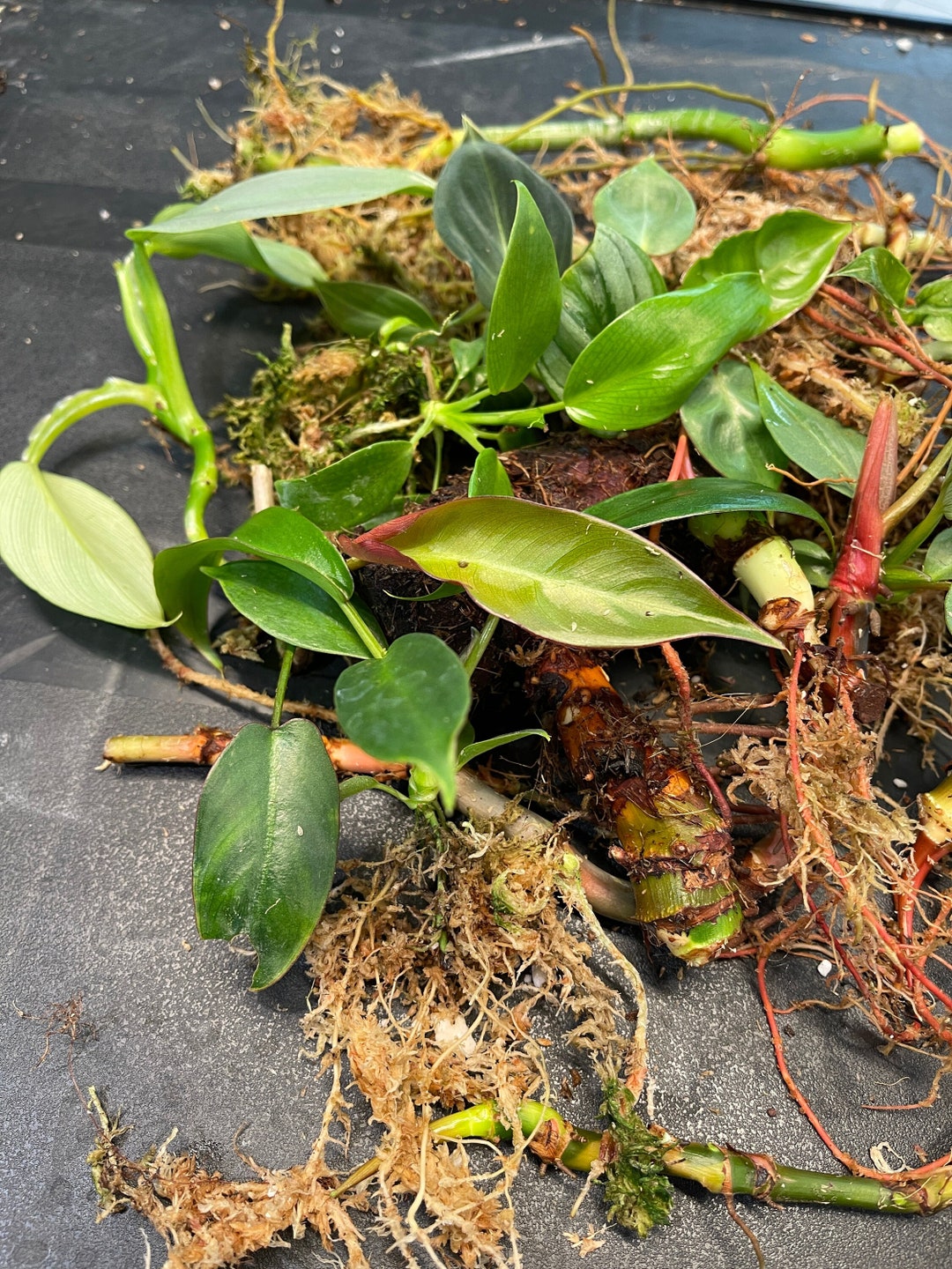 Rare Philodendron Mystery Nodes Box 10 Chonk Node Bundle Houseplant ...