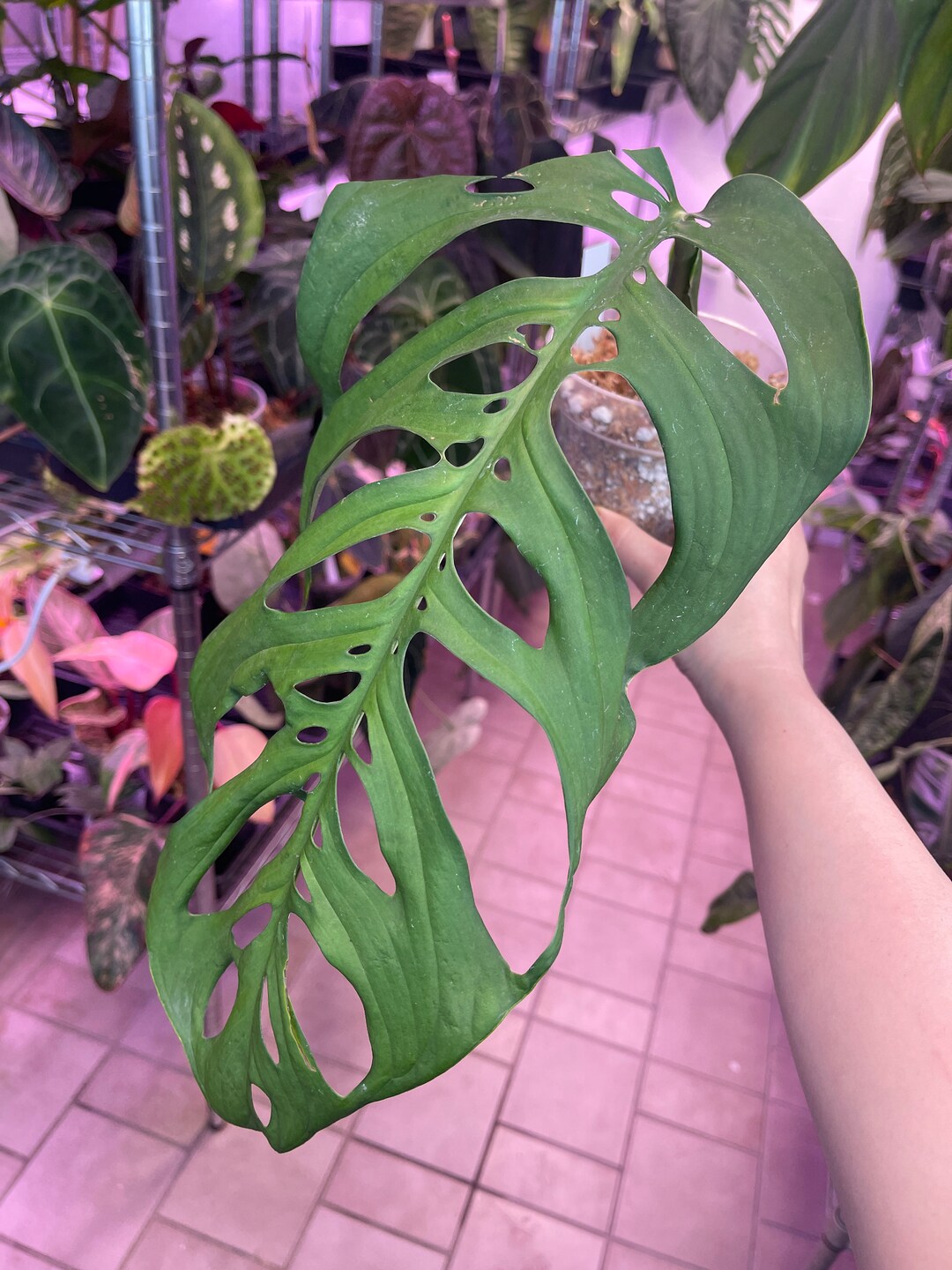 XL Monstera Esqueleto Mature Mid Cutting - Etsy