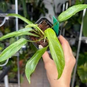 Philodendron Mottled Golden Dragon - Etsy