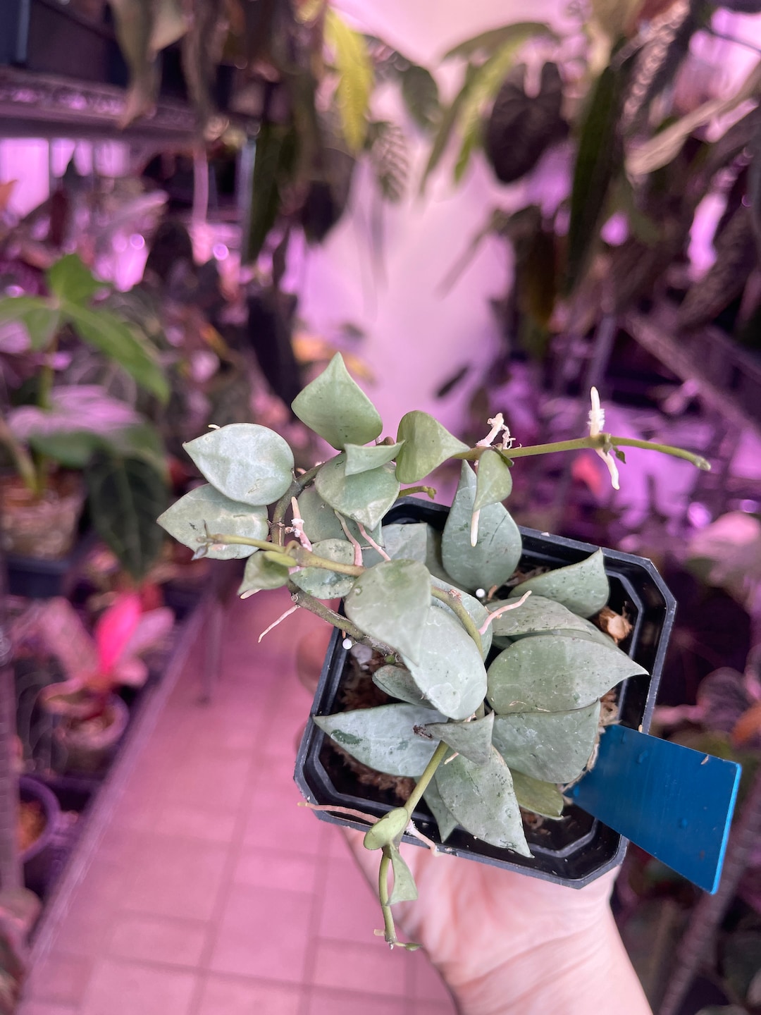Hoya Krohniana 'eskimo', Silver Hoya, Variegated Hoya, Easy Care ...