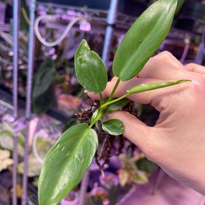Philodendron Mottled Golden Dragon, Starter Plant - Etsy