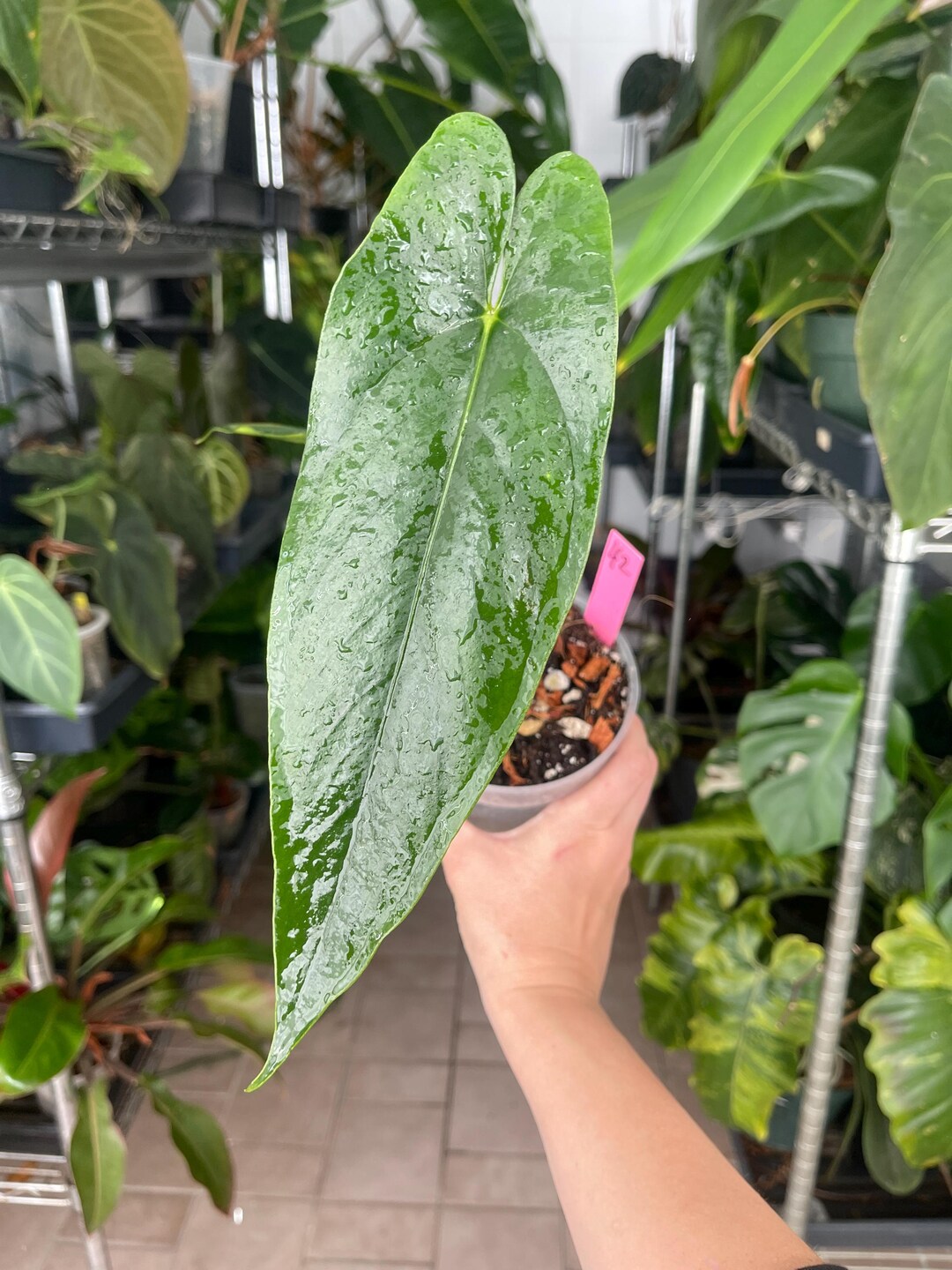 Anthurium Sp Napo Narrow Form - Etsy