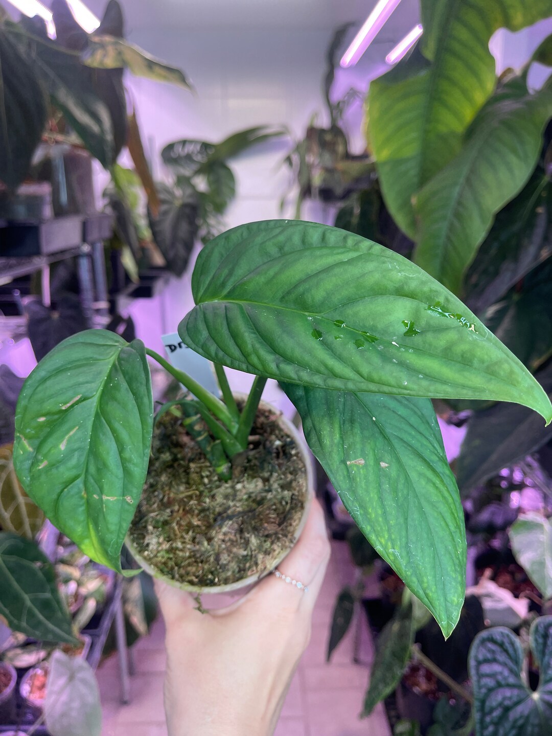 Monstera Noid Monstera Rare Aroid USA Seller - Etsy