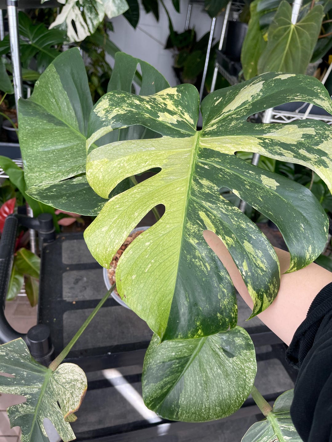 Monstera Mexican Mint, Large Form! - Etsy
