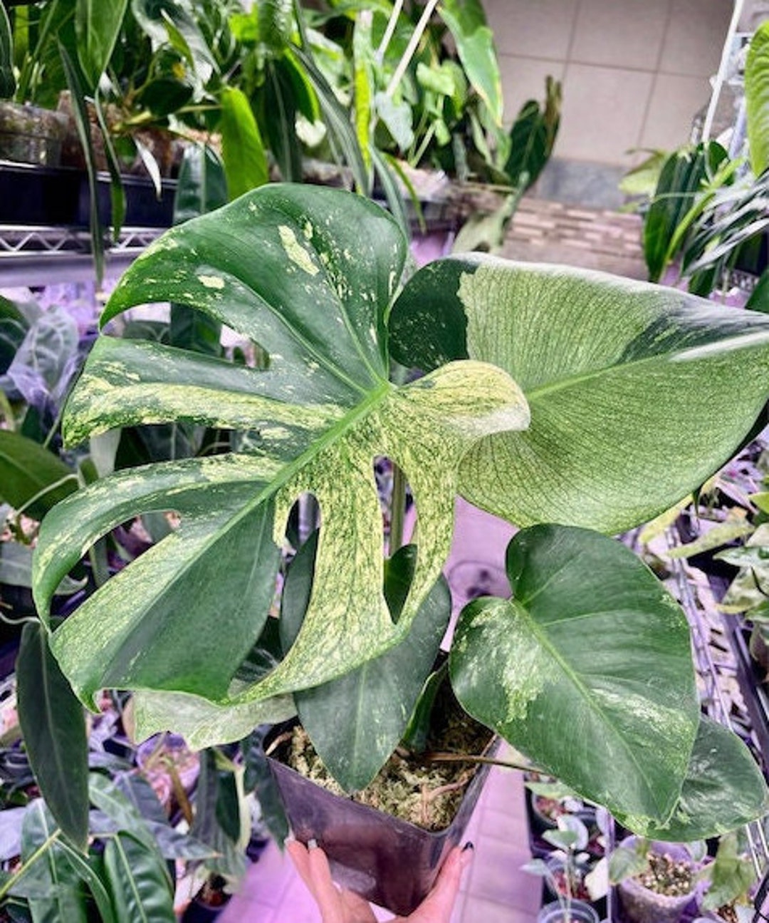 Monstera Mexican Mint, Large Form Only One Available - Etsy