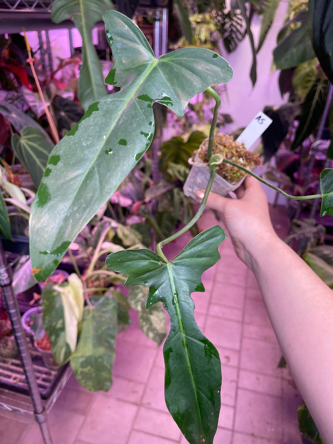 Narrow Form Philodendron Mottled Golden Dragon - Etsy