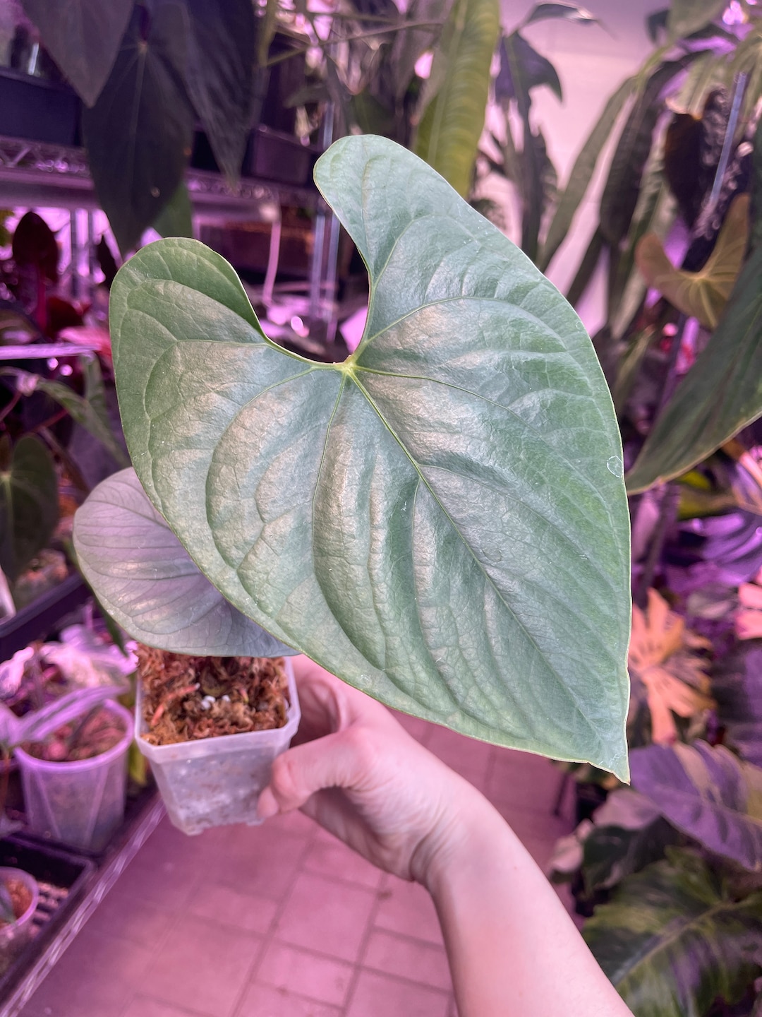 Anthurium Sp. Silver Peru - Etsy