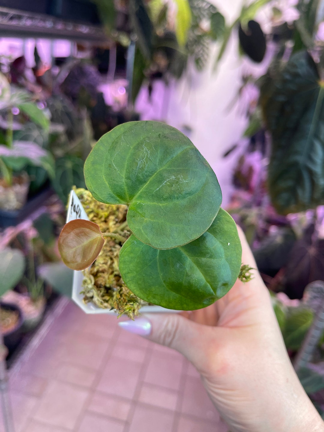 Anthurium Papillilaminum X AOS Ace of Spades Hybrid 2 Growth - Etsy