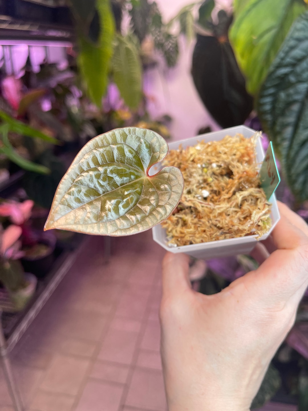 Anthurium Luxurians Silver Platinum, Exact Plant, Aroid Plant Collector ...