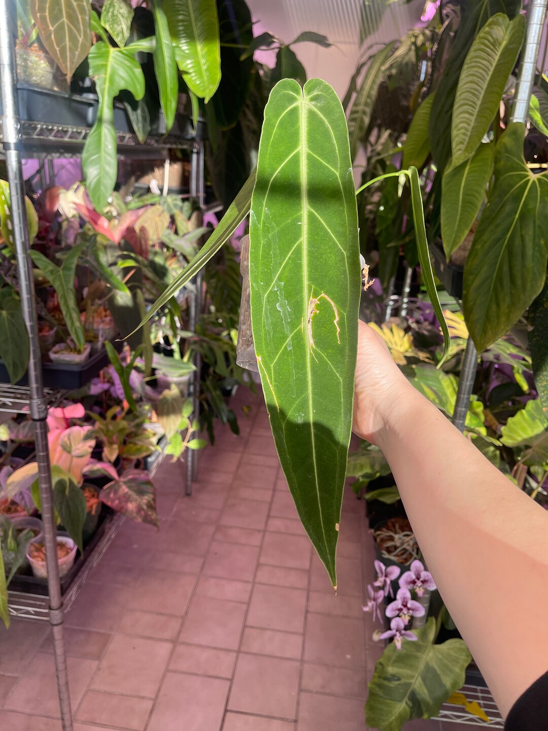 Anthurium Warocqueanum, Dark and Narrow Form, Queen Anthurium Rare ...