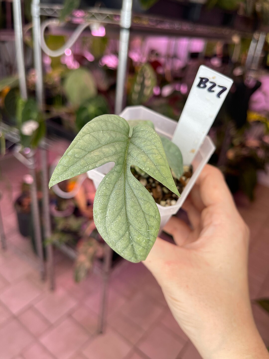 Amydrium Medium Silver Plant - Etsy