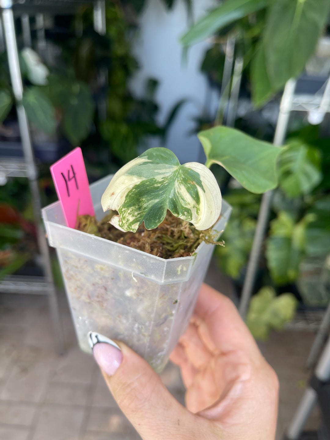 Philodendron Variegated Micans, Exact Plant Lightly Rooted Mid Cutting ...