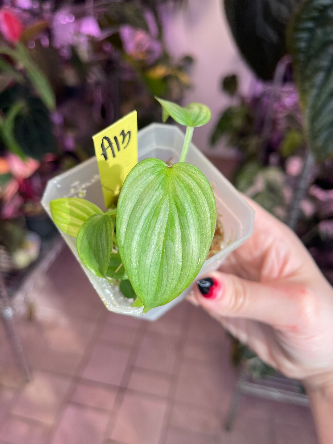 Philodendron NOID, Aroid RARE Exotic Houseplant USA Seller - Etsy