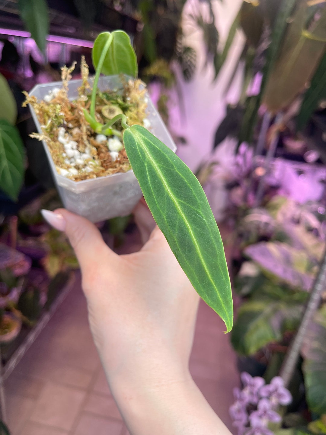 Anthurium Warocqueanum, Dark and Narrow Form, Queen Anthurium Rare ...