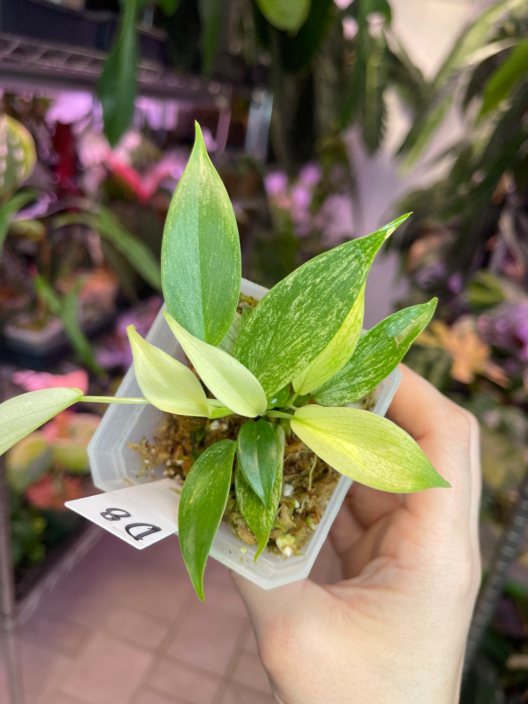 Philodendron Florida Ghost White Minty Mint Variegated Plant Rare Aroid ...