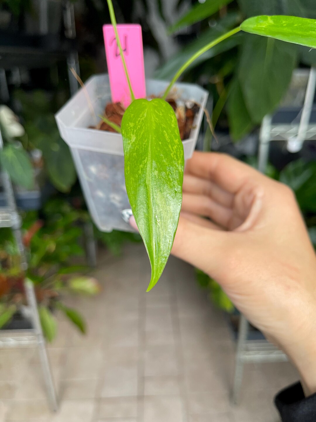 Philodendron Mottled Golden Dragon - Etsy