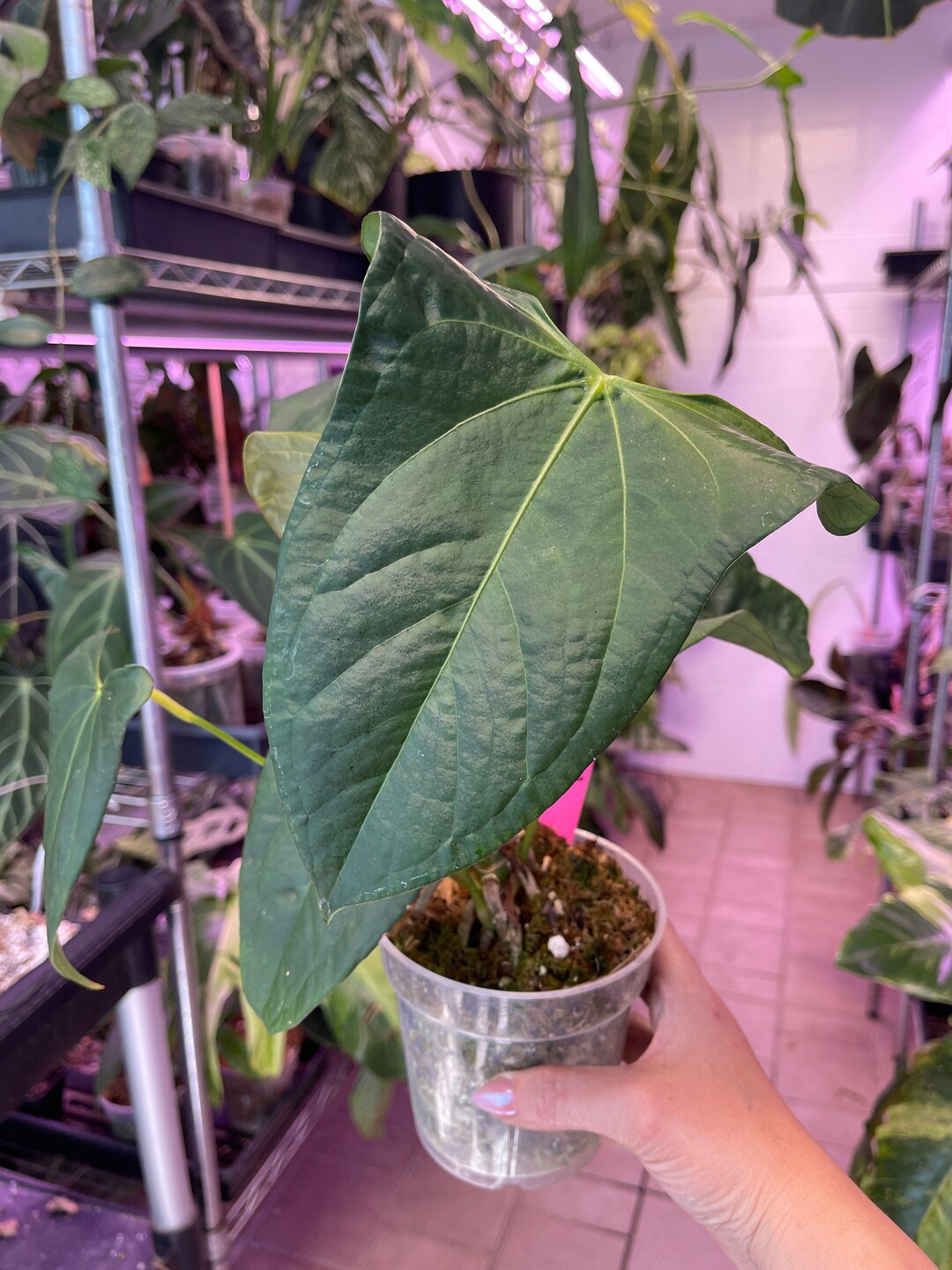 Anthurium Besseae Aff X Pinkleyi, Flat Sinus, Wide Lobes - Etsy