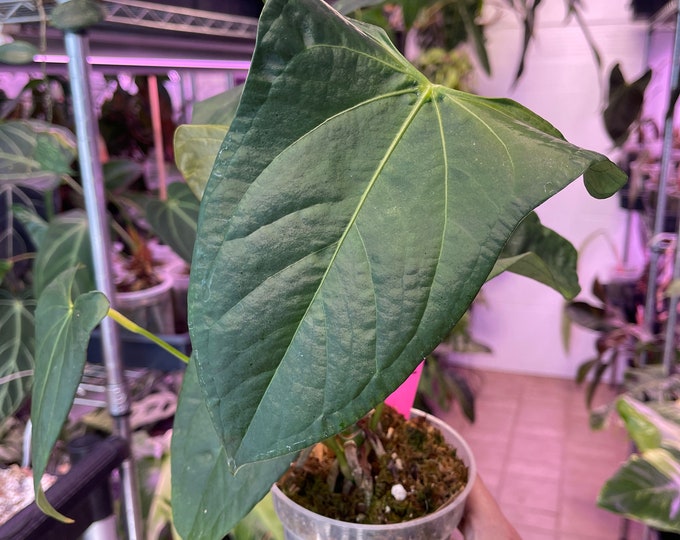 Anthurium Besseae Aff X Pinkleyi, Flat Sinus, Wide Lobes - Etsy