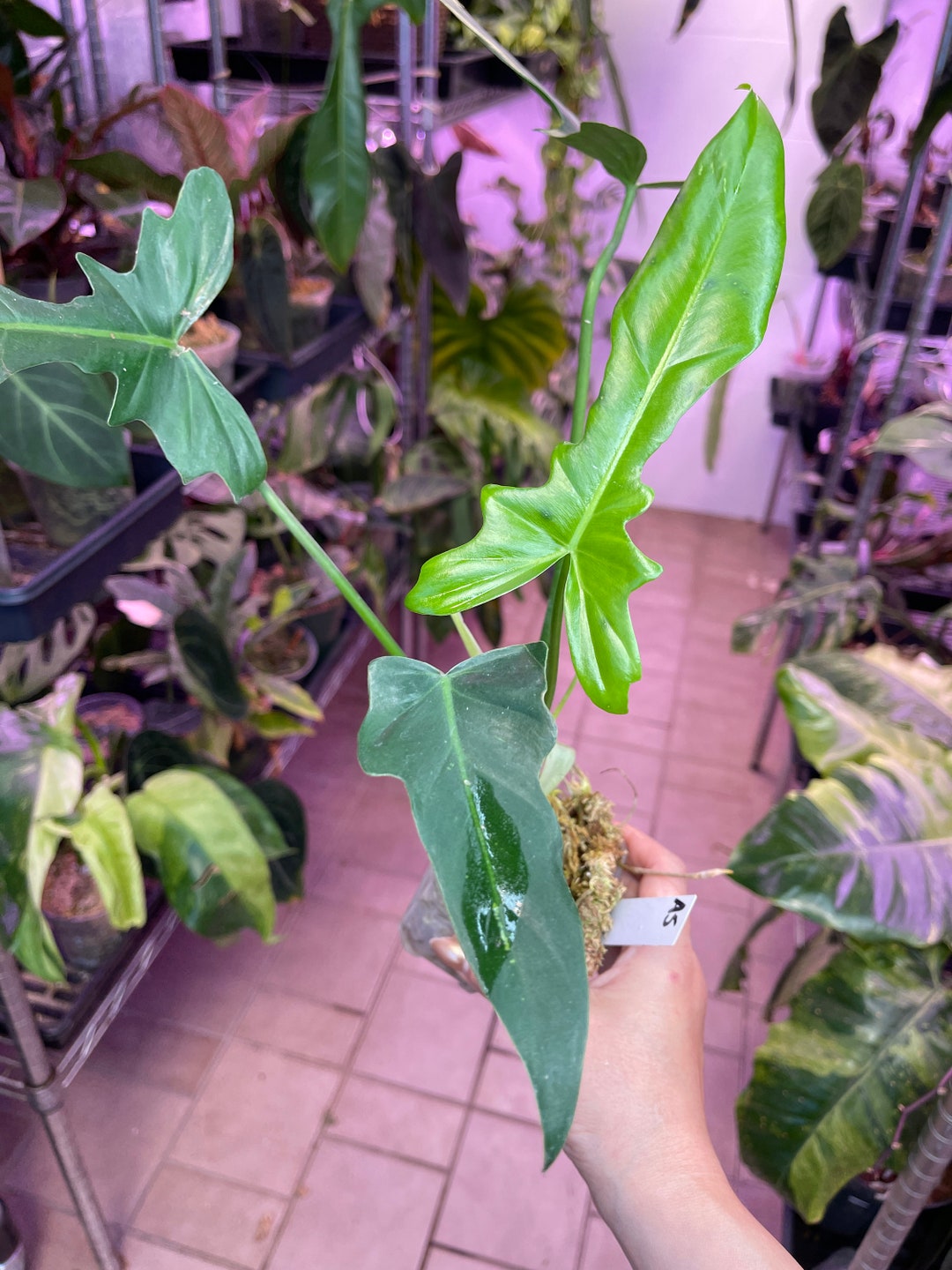Narrow Form Philodendron Mottled Golden Dragon - Etsy