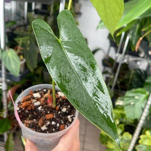 Anthurium Sp Napo Narrow Form - Etsy