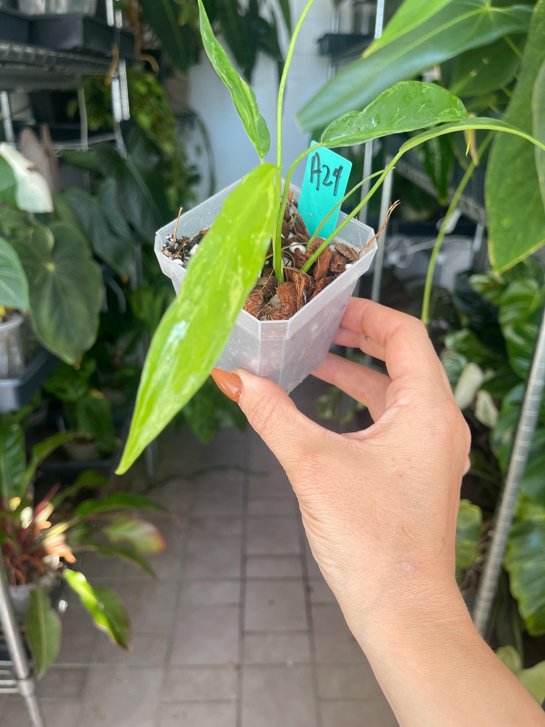 Philodendron Mottled Golden Dragon - Etsy