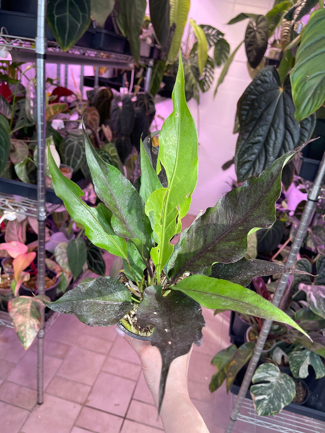 Anthurium Big Red Bird Exact Plant - Etsy
