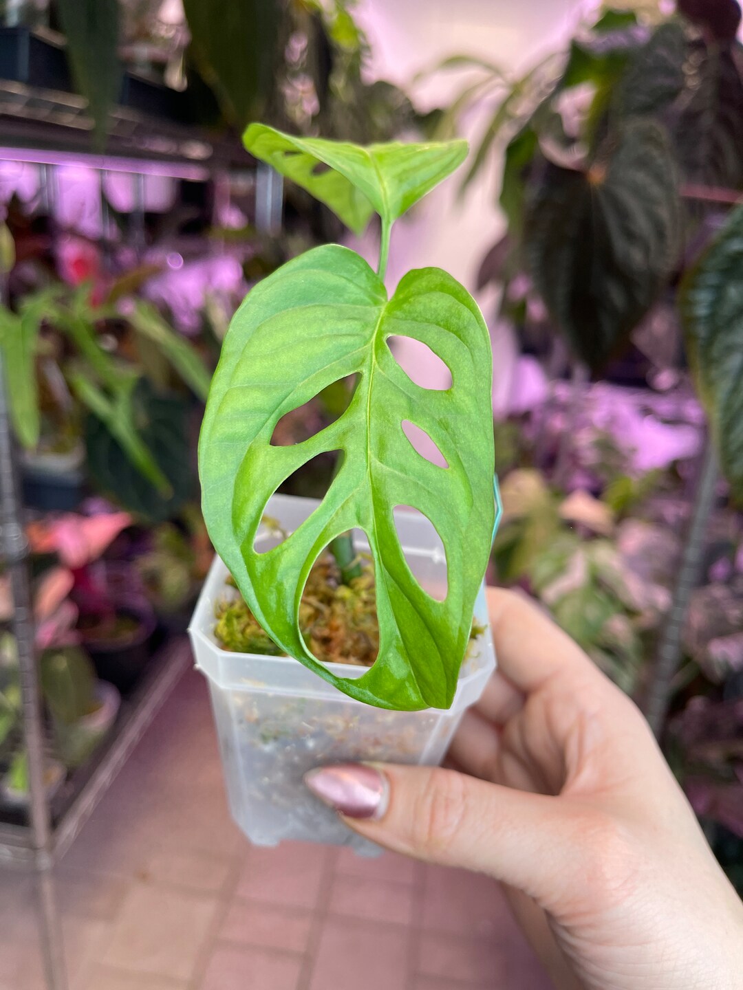 Monstera Obliqua Aff Sumaco, Monstera Rare Aroid USA Seller - Etsy