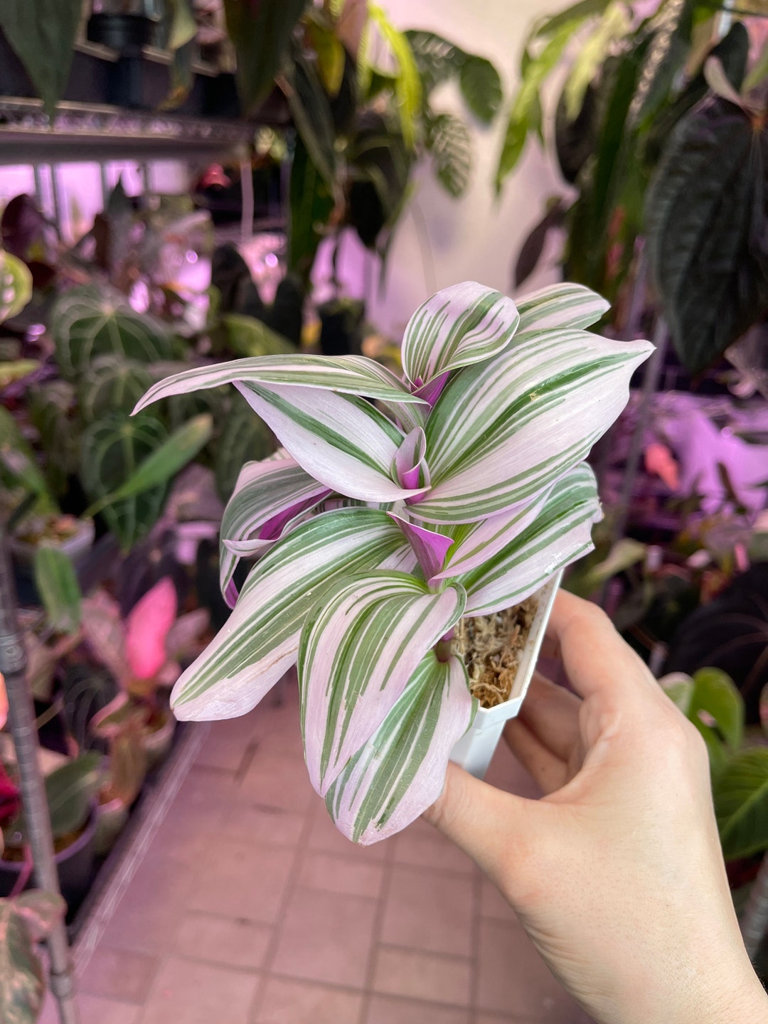 Tradescantia Nanouk, Exact Plant - Etsy