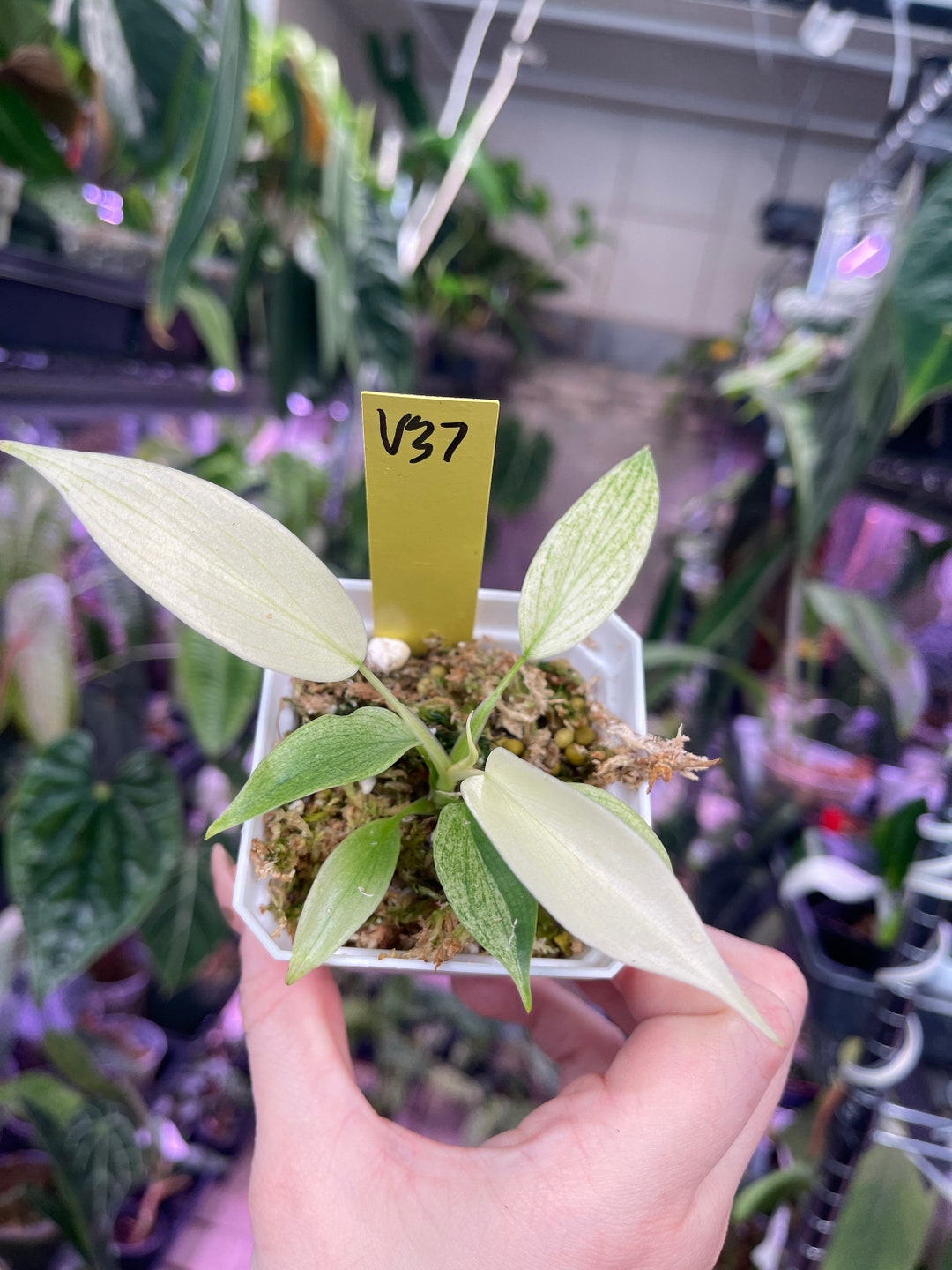 Philodendron Florida Ghost White Minty Mint Variegated Plant - Etsy