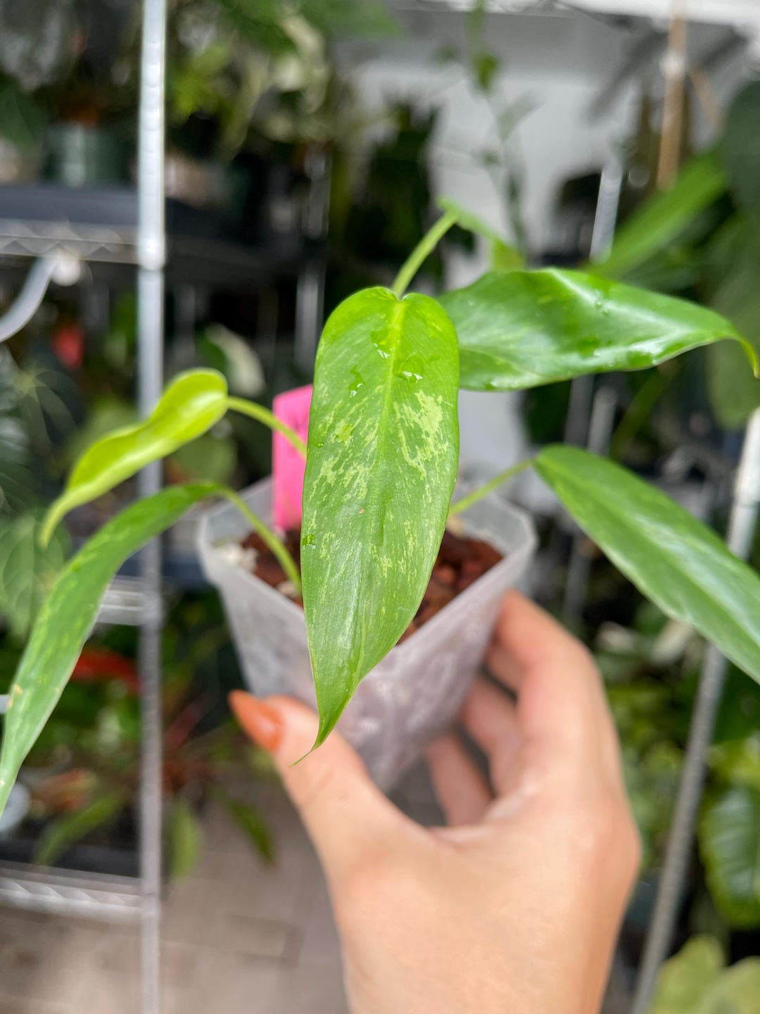 Philodendron Mottled Golden Dragon - Etsy