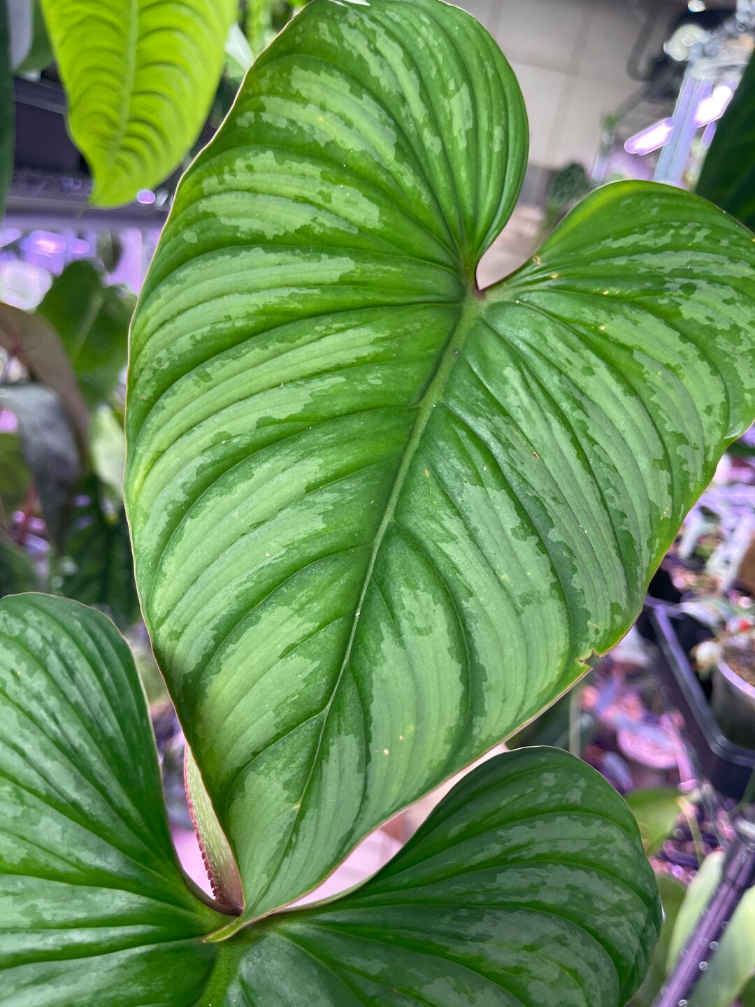 Philodendron NOID Aroid RARE Exotic Houseplant USA Seller - Etsy