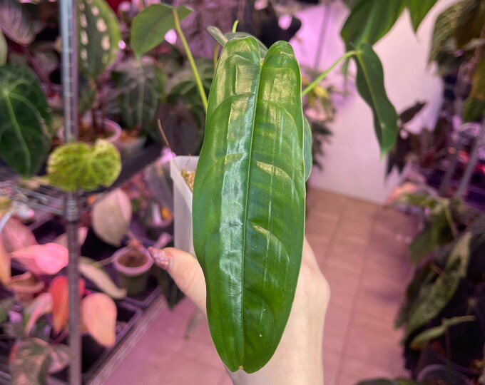 Philodendron Felix Plant Rare Houseplant Aroid USA Seller! - Etsy