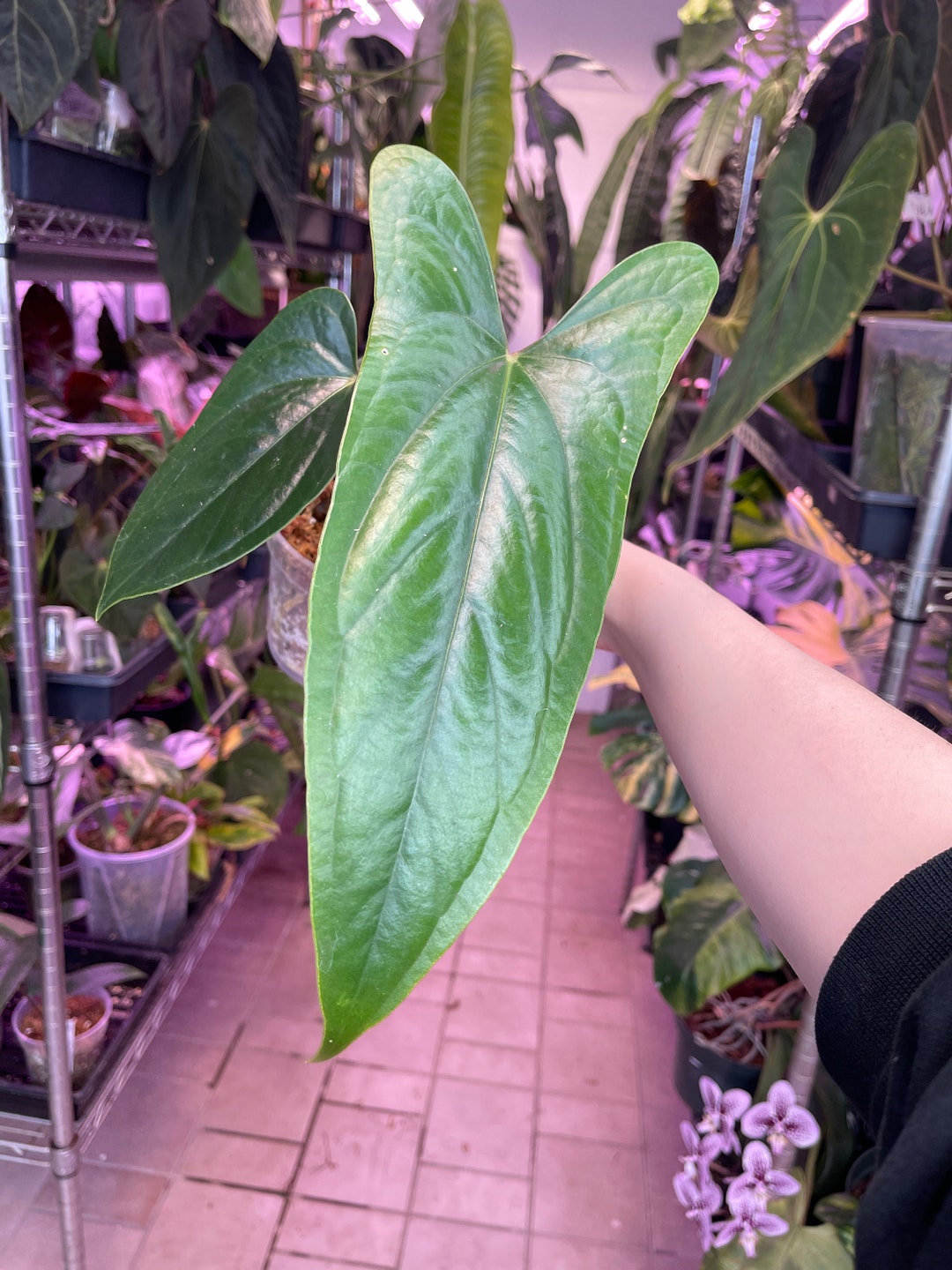Anthurium Sp Napo, Anthurium Napo, Anthuriums, Plant Collector's Plant ...
